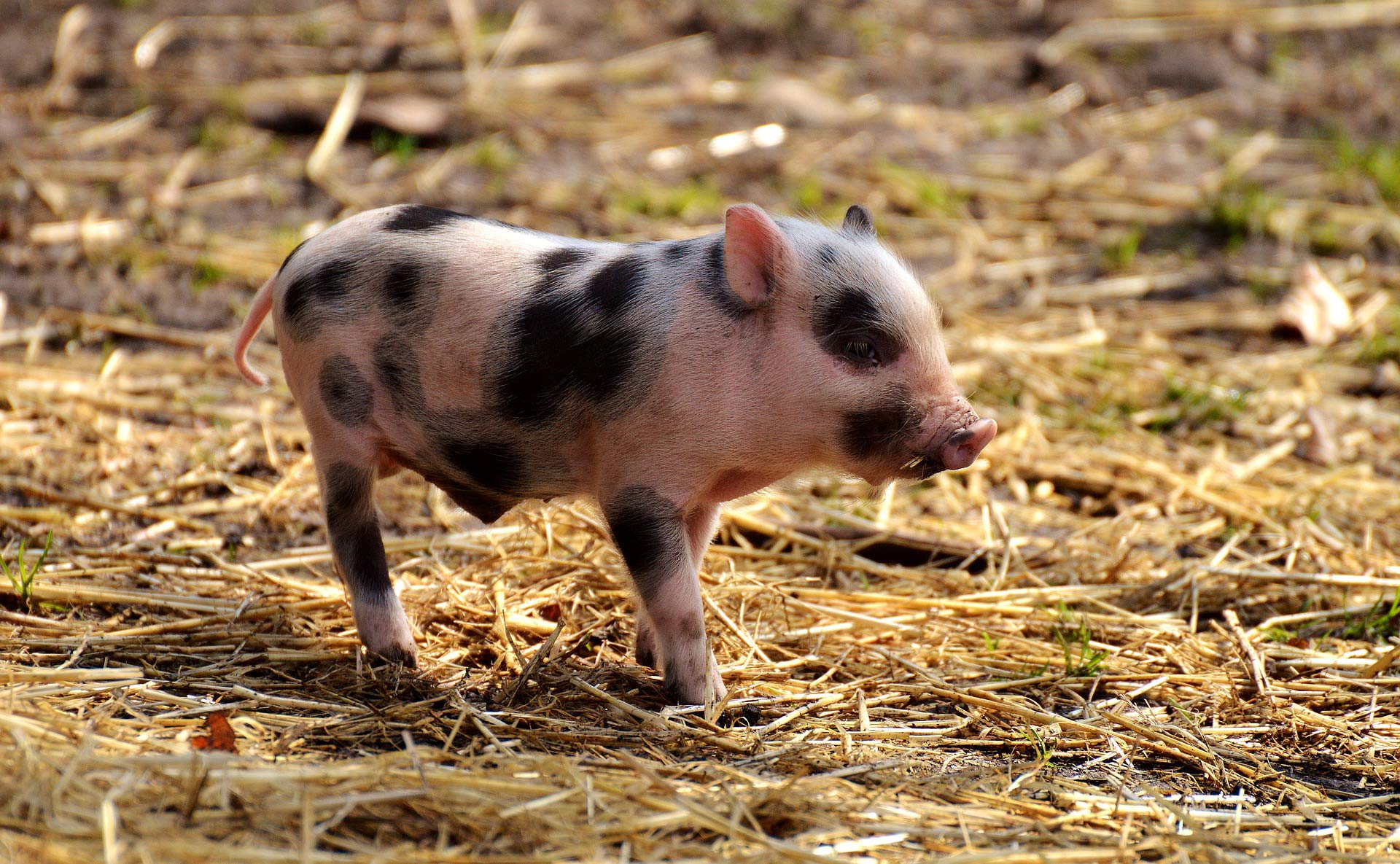 2019 Year of The Earth Pig